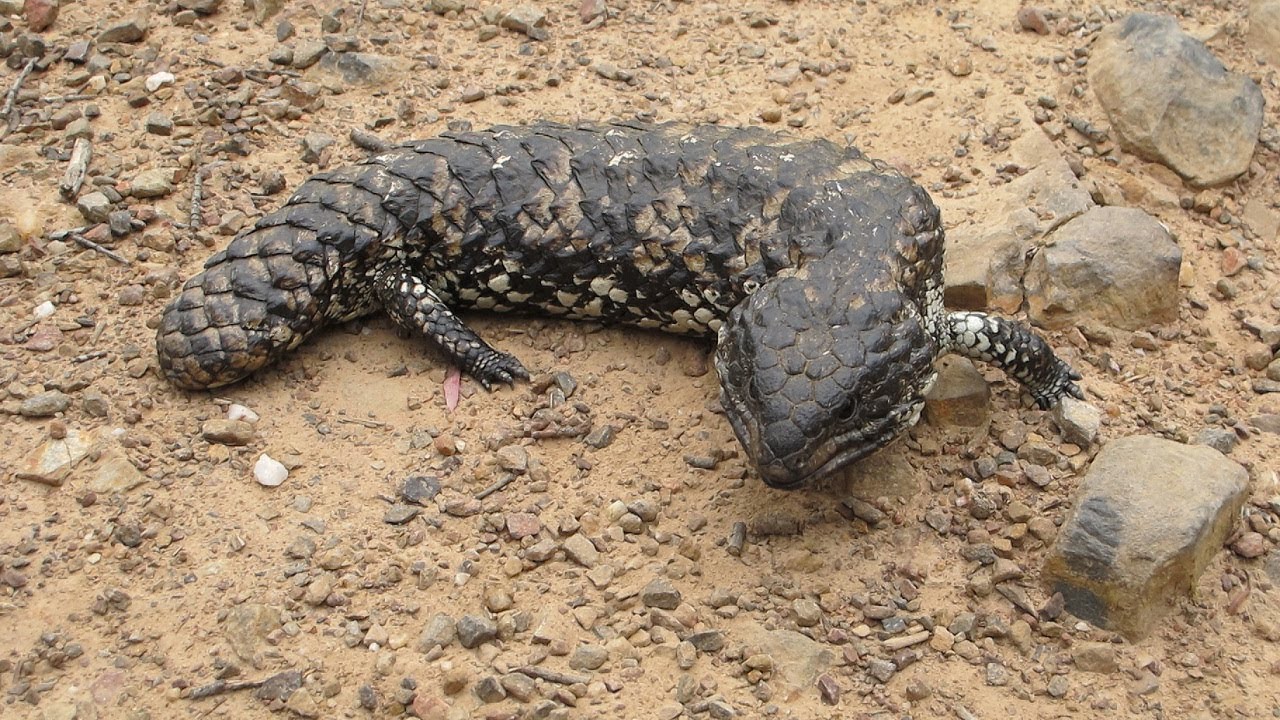 SHINGLEBACK SKINK #Trachydosaurus rugosus - YouTube