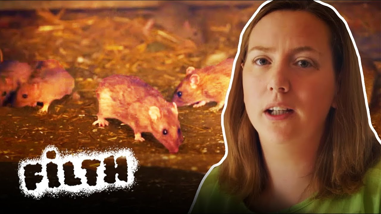 The Worst Rat Infestation Pest Control Have Seen | Pest Detectives ...