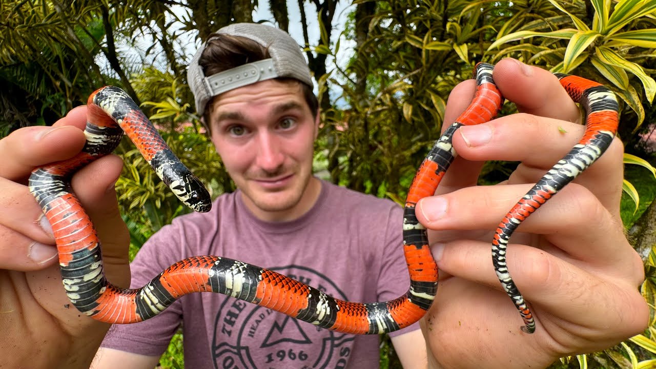 Snake Hunting in Costa Rica! - YouTube