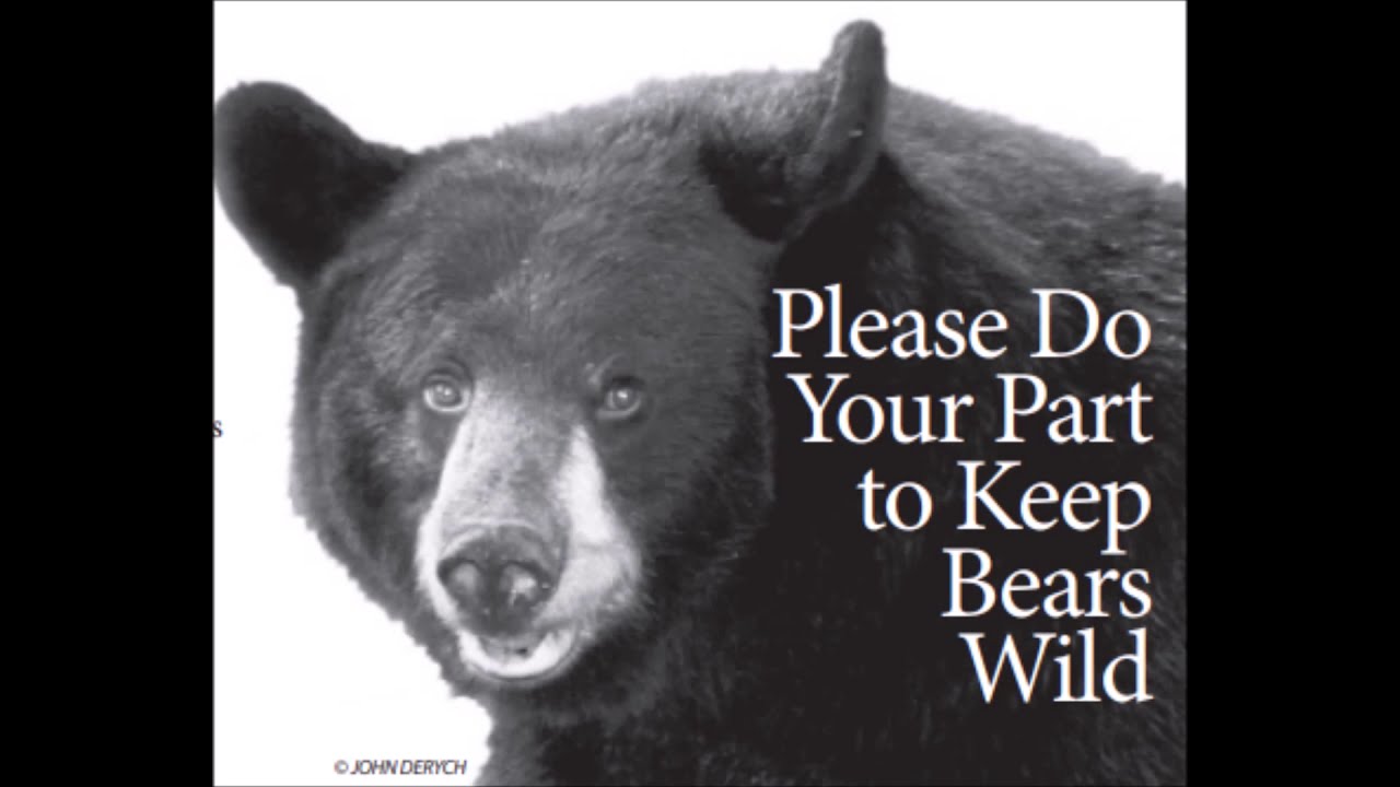 Be Bear Aware - YouTube