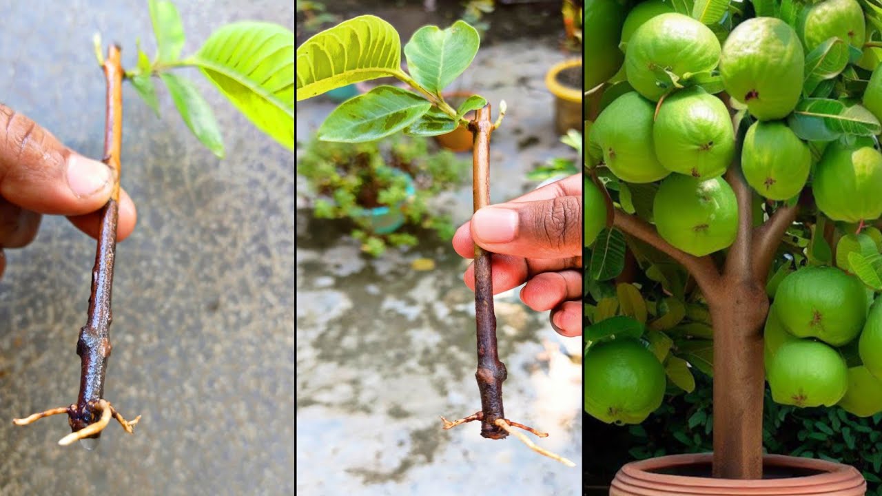 How To Propagate Guava Tree Cuttings || Propagation guava tree by ...