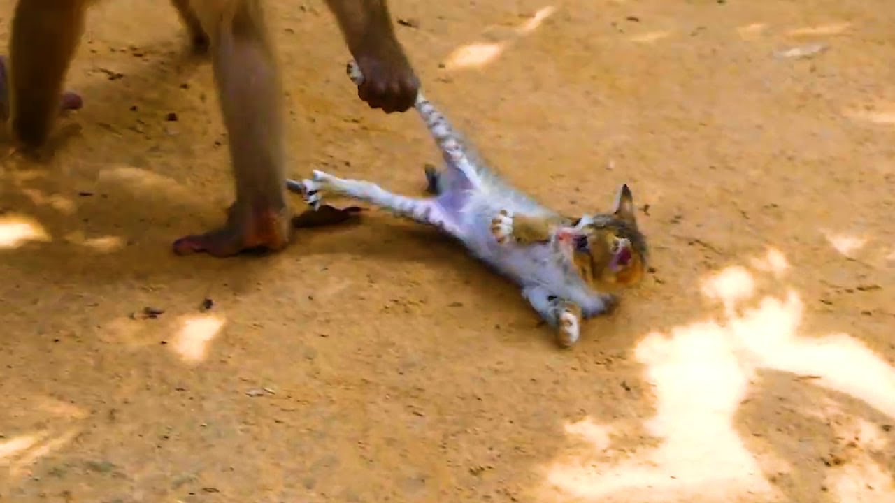 OhGodhelp!...Cute bb monkey New Clip video bb monkey for week | So ...