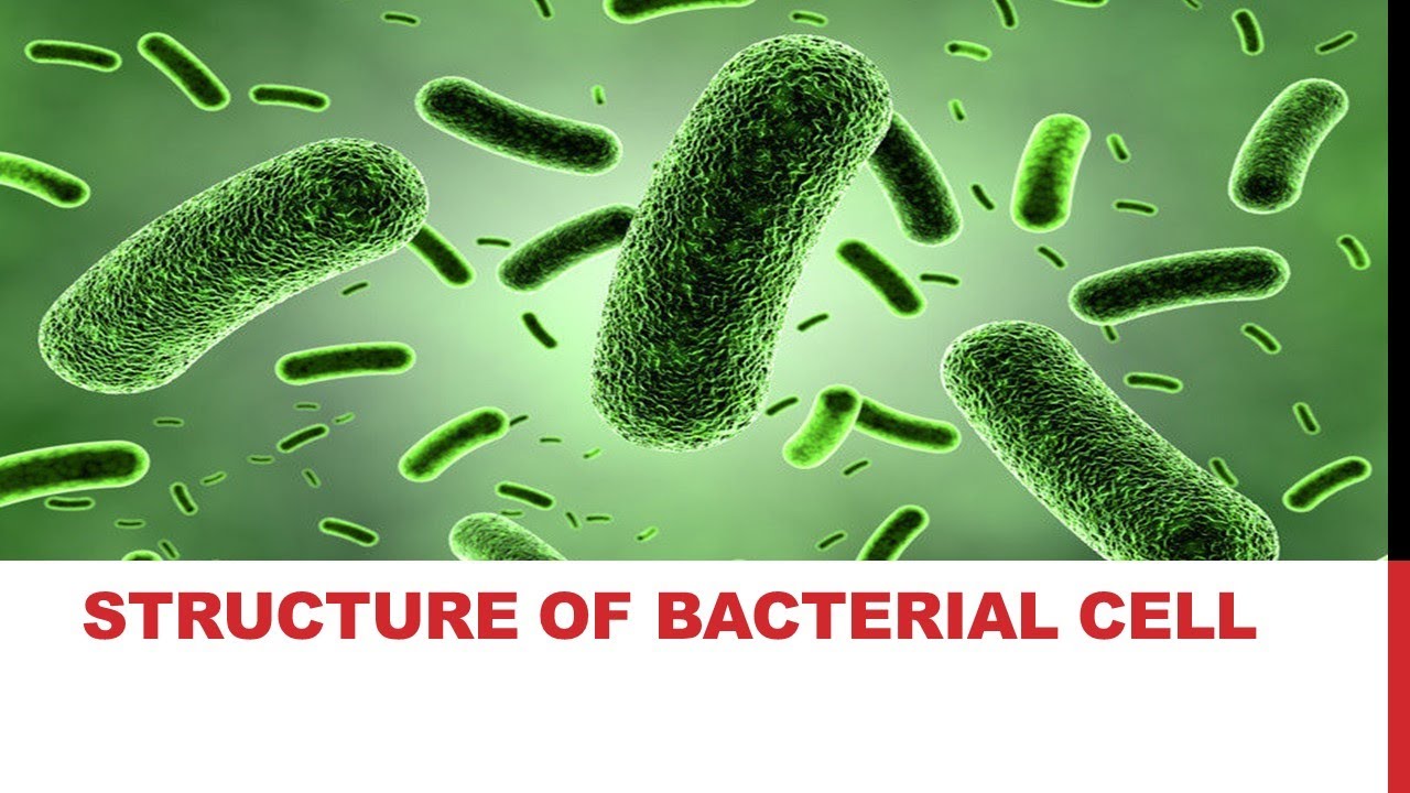 11 Biology - Chapter 06 - Lecture 05 - Flagella and Pili in Bacteria ...