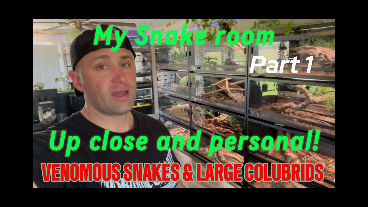 ALL of my SNAKES! SNAKE ROOM vlog with VENOMOUS SNAKES and MASSIVE rare ...