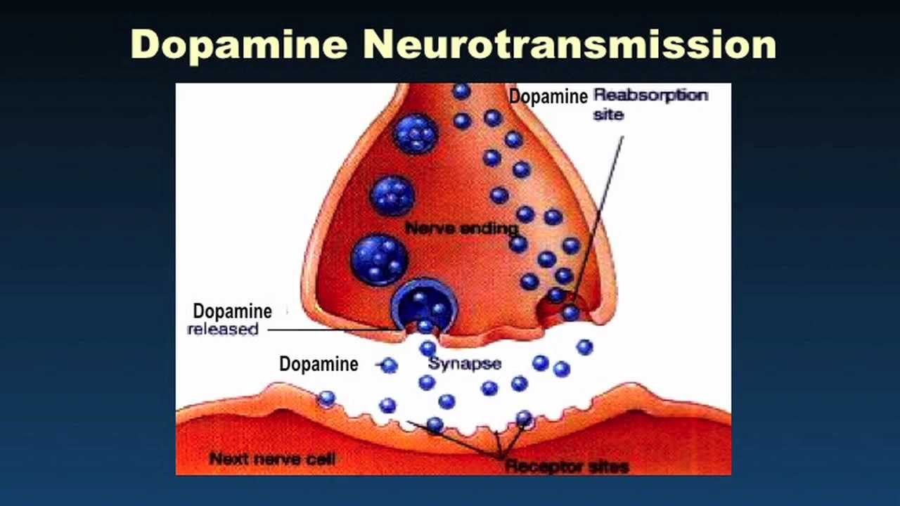 The Neuro-chemistry of ADHD - YouTube
