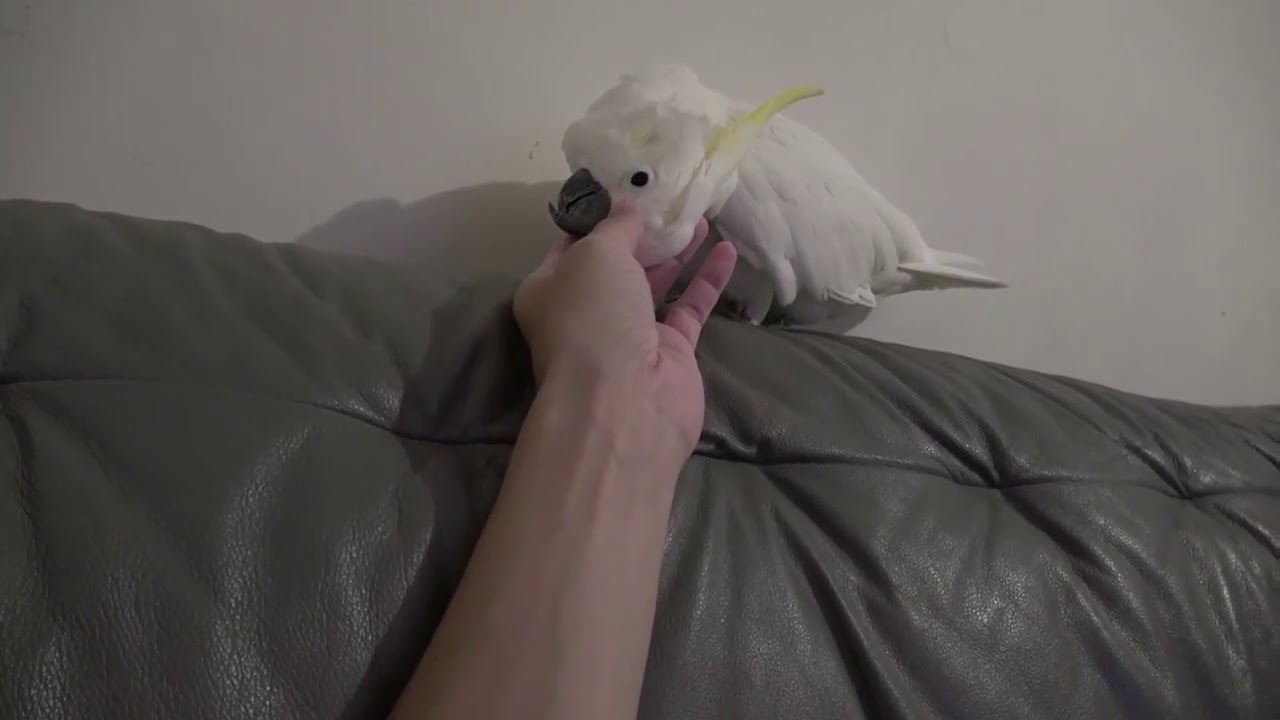 Cocky could be tickled all day - YouTube