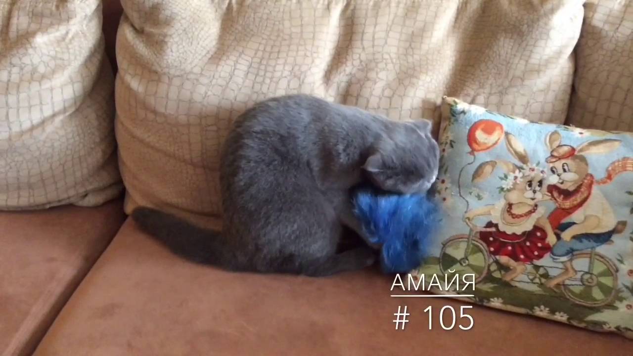 Амайя - YouTube