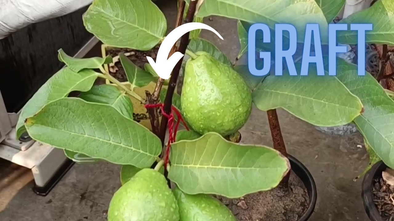 Best way to graft Guava plant | Guava plant grafting process | Guava ...