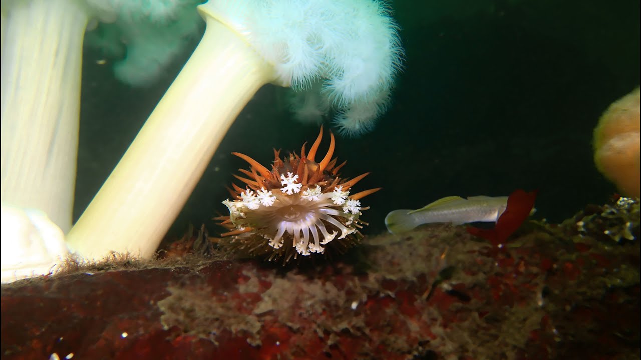 Exploring Washington State | SCUBA Dive at Triton Cove State Park on ...