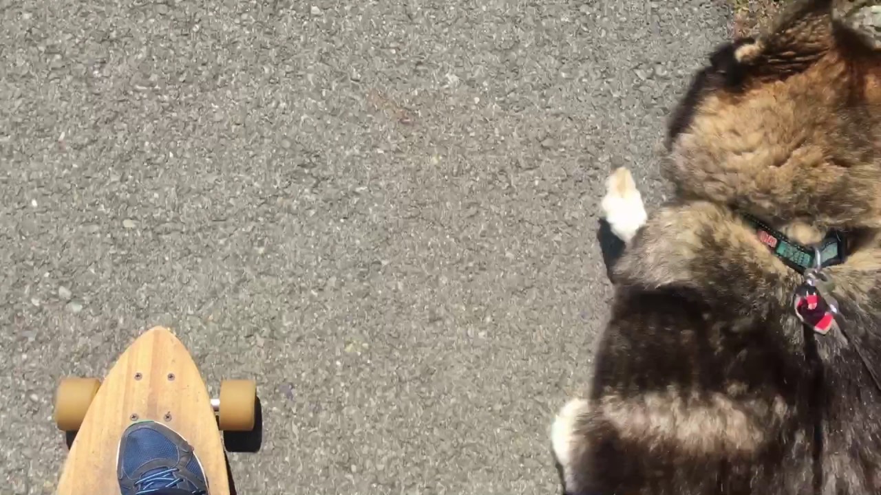Cazzy the Malamute/husky out Longboarding with me. Her favorite ...