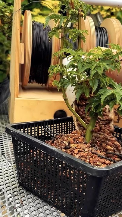 Potting Up A Successful Air-Layer - YouTube