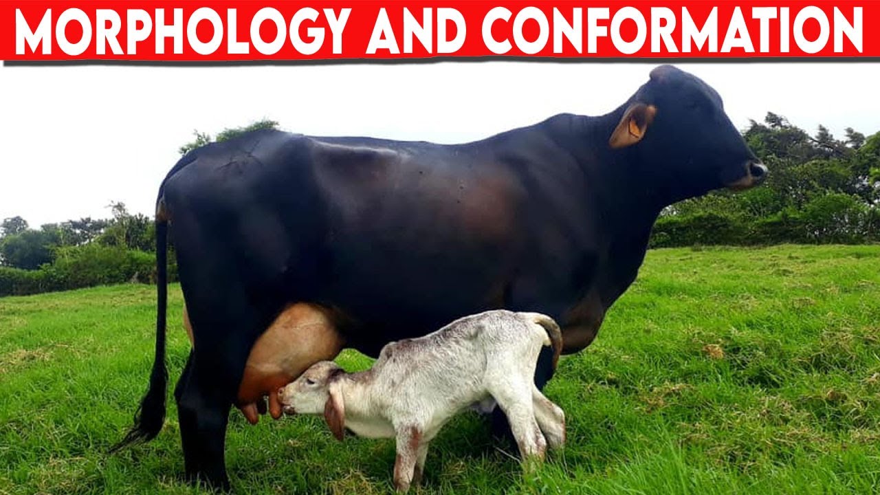 ⭕ CATTLE MORPHOLOGY AND CONFORMATION, DAIRY BIOTYPE Dairy Cows - YouTube