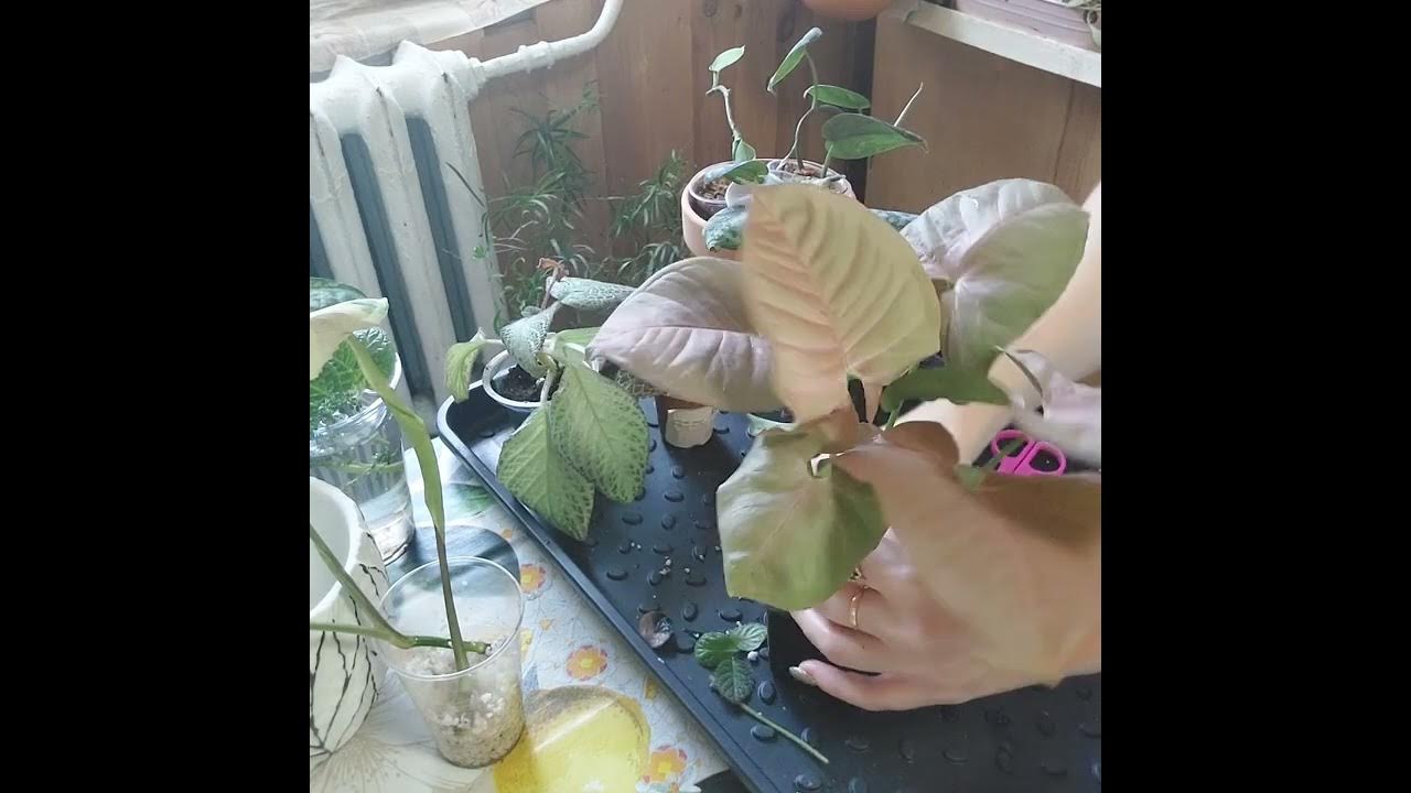 Укореняю эписции🌱, специфика формирования корней 🤔 ️. Сингониум пинк ...