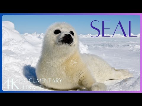 Life of Seals - 4K Wildlife Documentary - Marine Wildlife// Welcome to ...