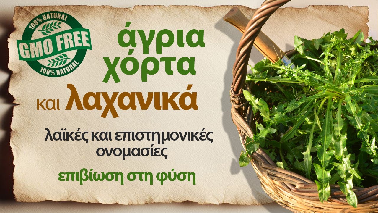 Άγρια Χόρτα και άλλα βρώσιμα λαχανικά. Από το δάσος στο πιάτο! - YouTube