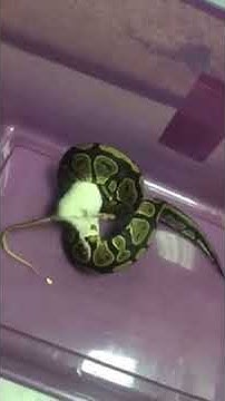 Eat eaten by python - YouTube