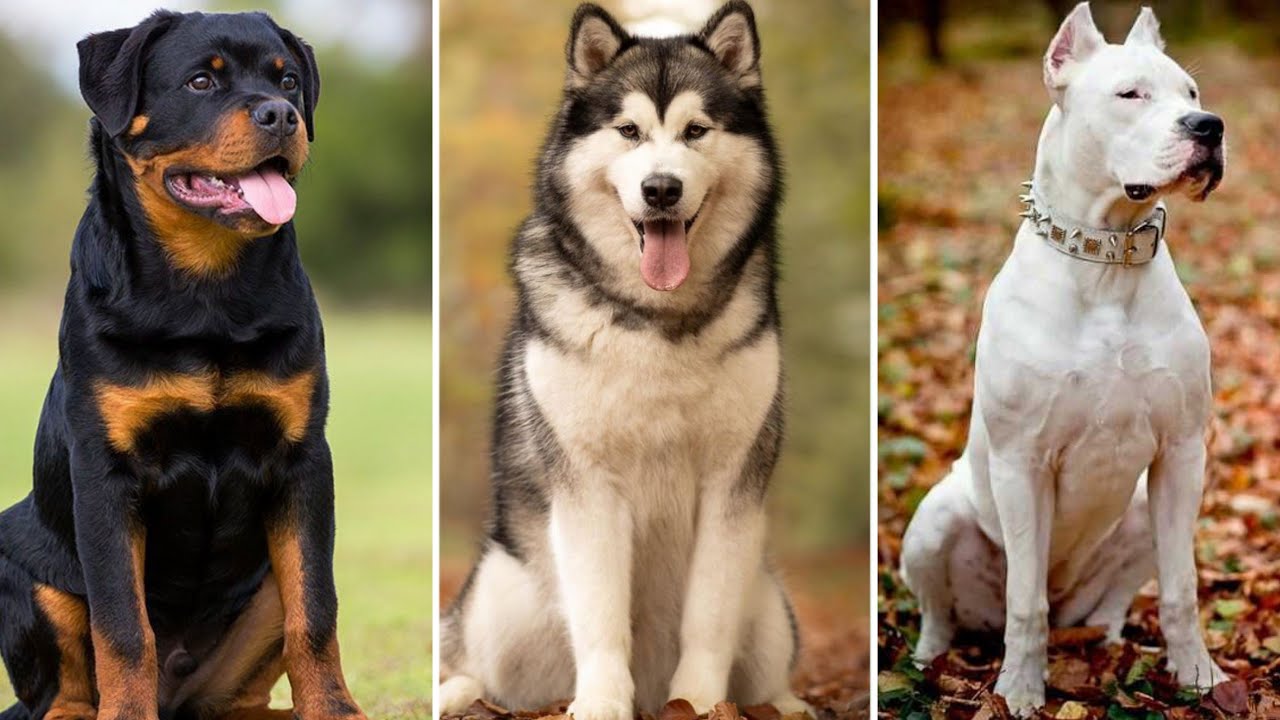 Top 10 Most Aggressive Dog Breeds - YouTube