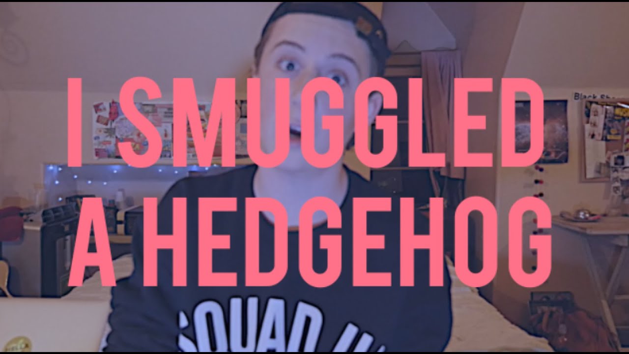 I Smuggled A Hedgehog... - YouTube