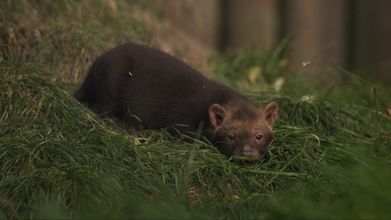 Bush dog pups born at Chester Zoo - YouTube