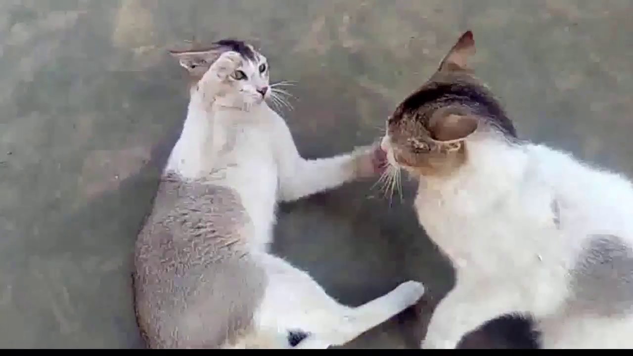 Funny videos | Funniest Cat Fight | Funny Cats Fighting Video | Cat's ...
