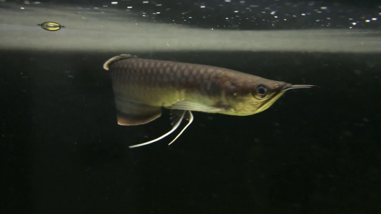 Black arowana fish - YouTube