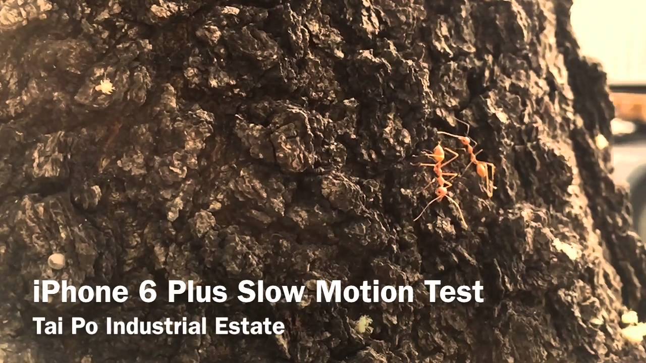 iPhone 6 Plus Slow Motion - Ants - YouTube