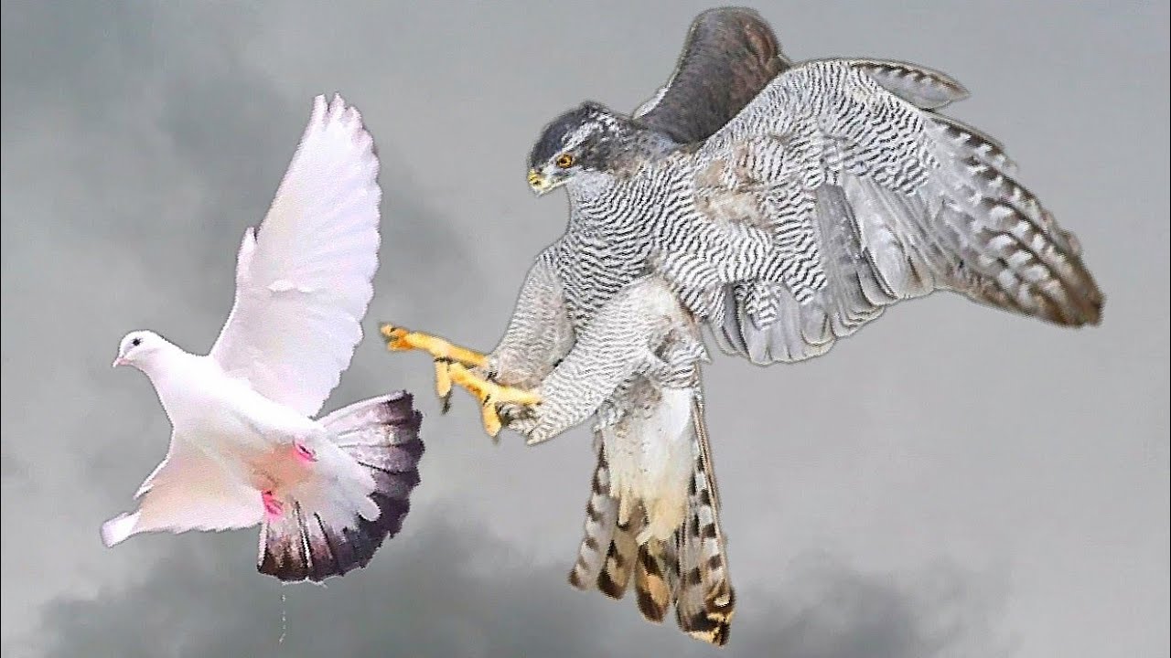 Ястреб Тетеревятник атакует моих голубей. Goshawk attacks my pigeons ...