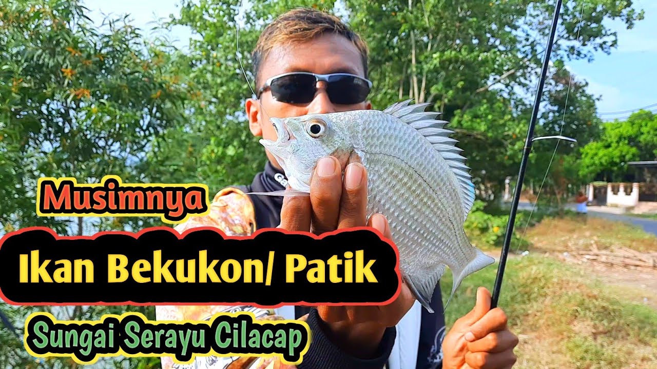 Mancing bekukon serayu umpan cacing laut - YouTube