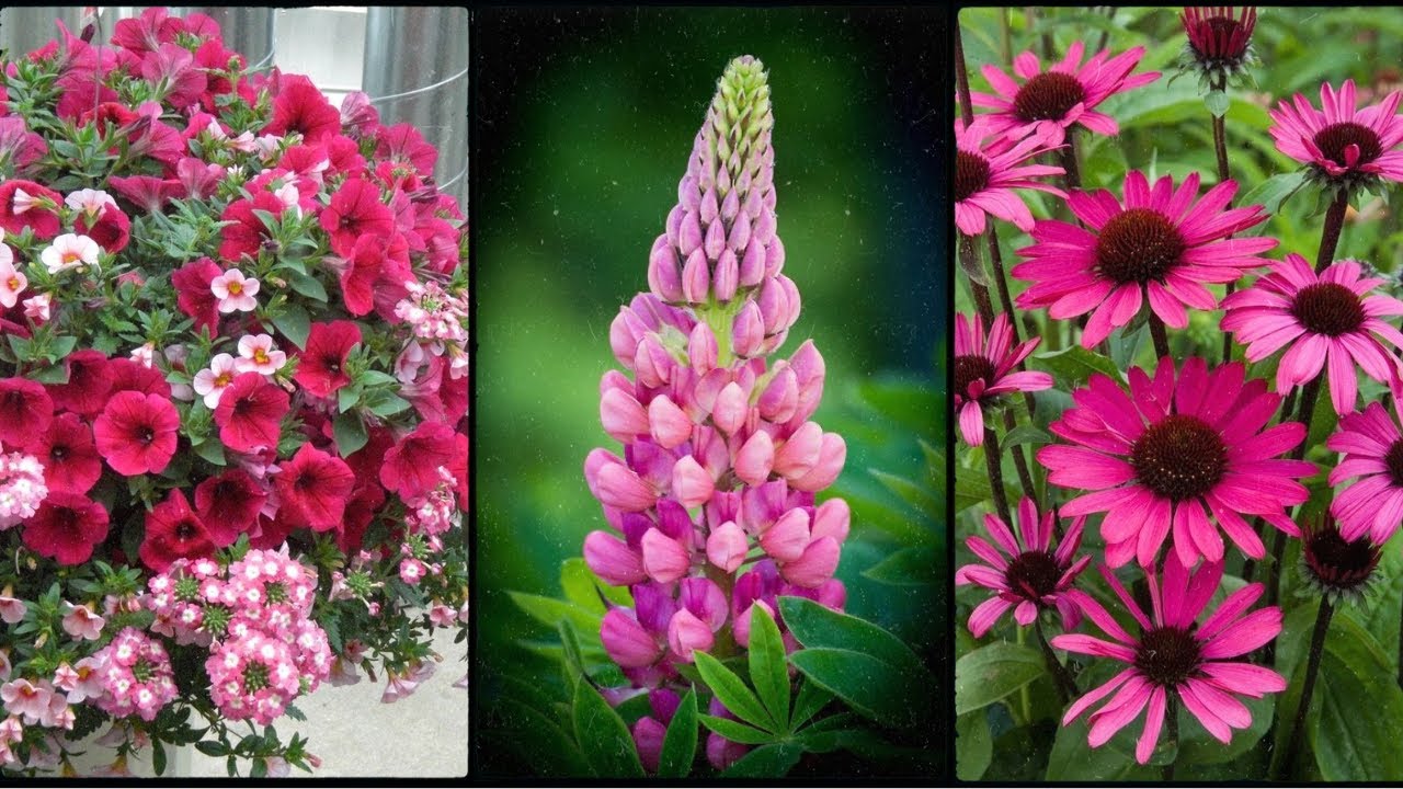 Pink Garden | Fall in love with Shades of Pink Flowers | Pink Flowers ...