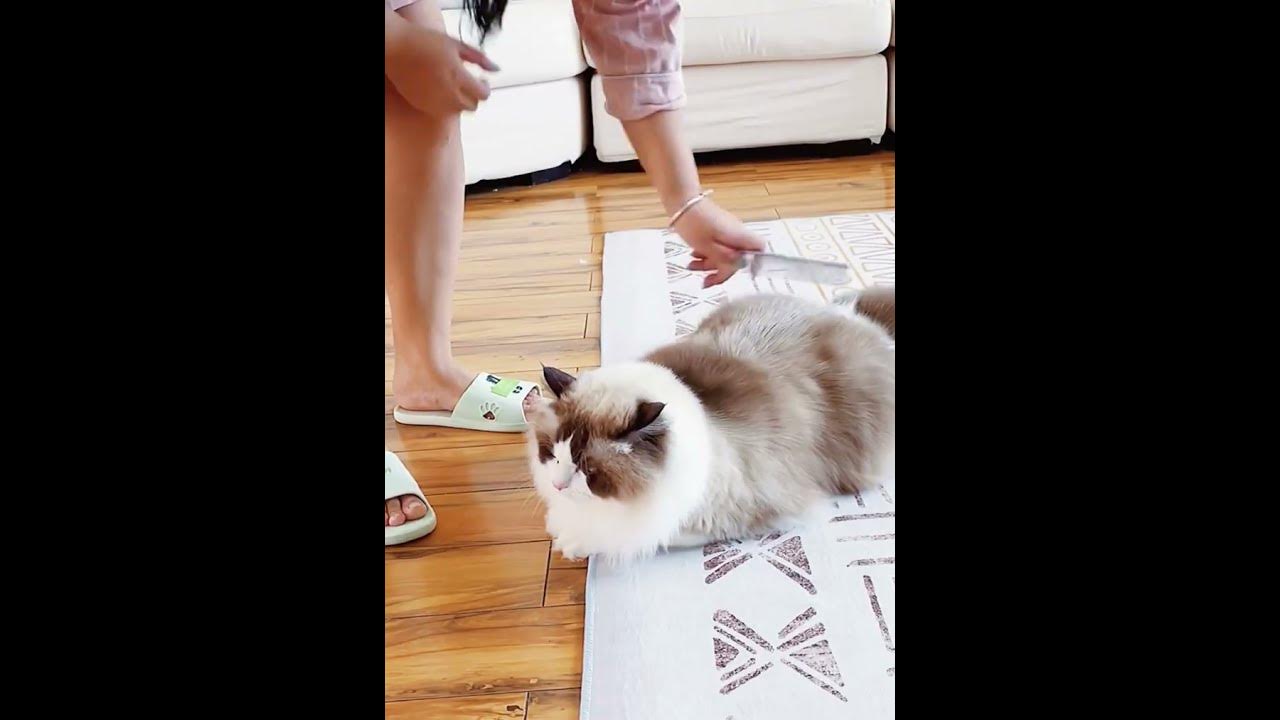 我怀疑我的猫残疾了，总是斜着 005 Youtube
