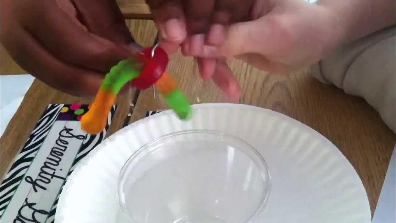 Saving Fred! Our science experiment today---learning the scientific ...