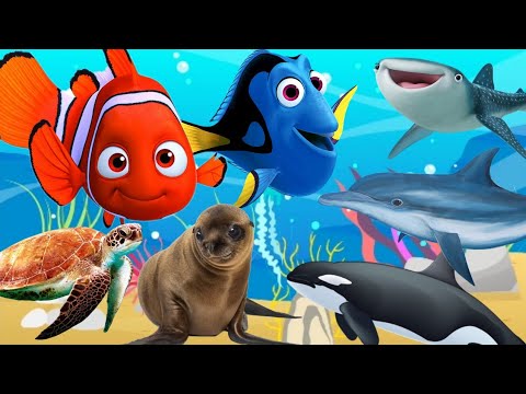 MENGENAL IKAN YANG ADA DI LAUT | IKAN NEMO, DORY, PAUS, LUMBA, HIU ...