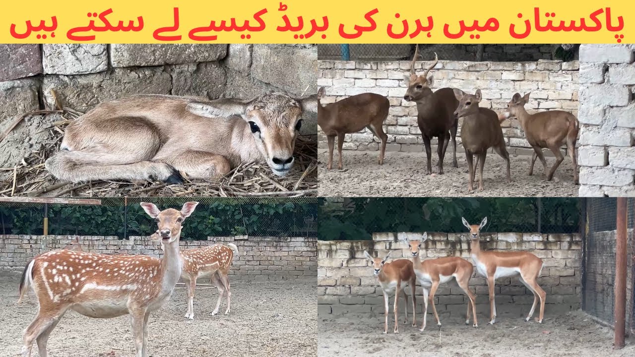 New Born Deer Fawn | Deer Farming in Pakistan | Hog deer, Chinkara, Black Buck deer, Fallow Deer ...