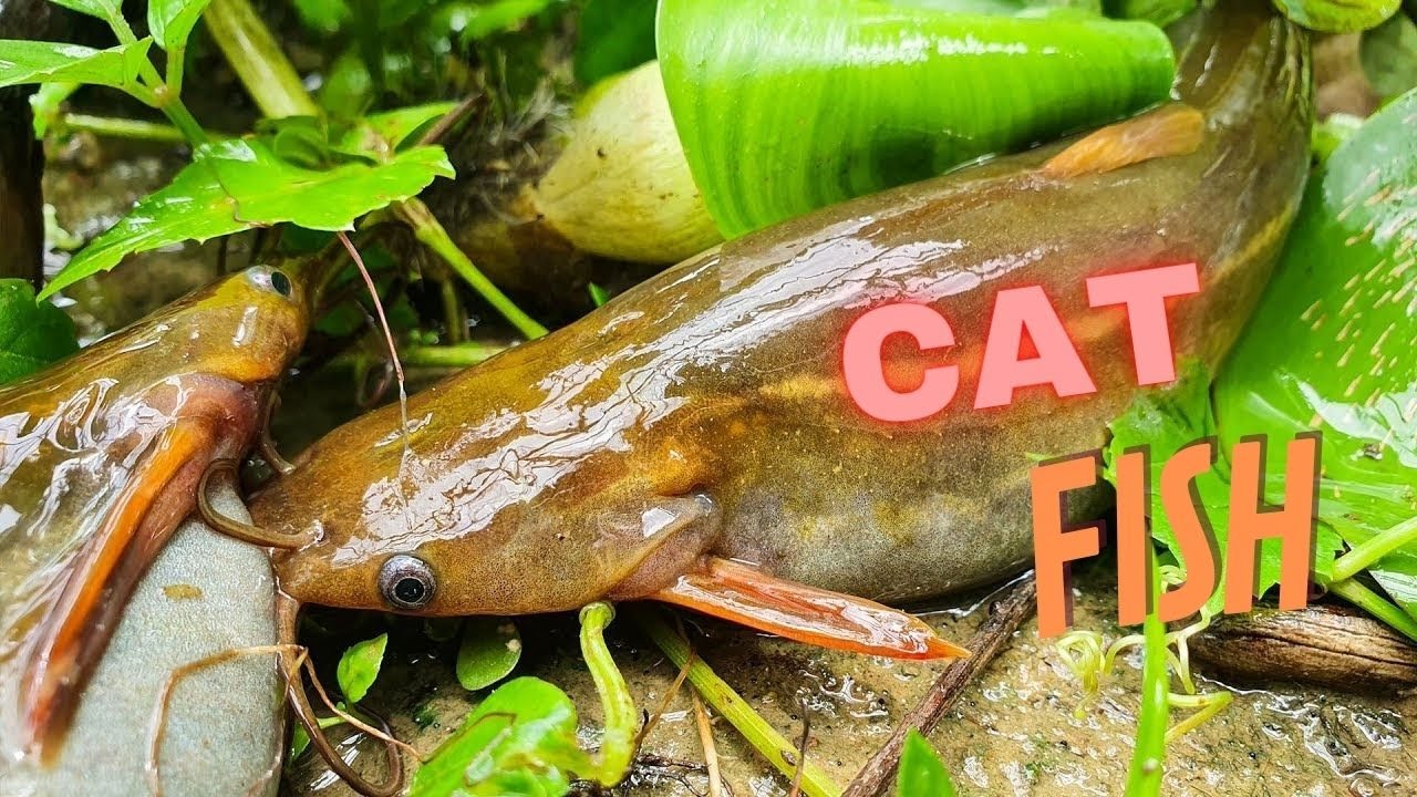 Best Hand Fishing | Catching Catfish by Hand In Mud Water # ...