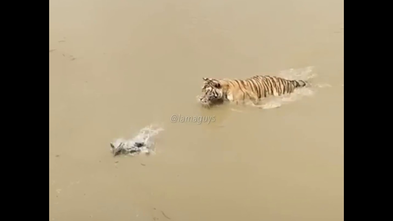 Thug Life Duck vs Tiger "बल होइन पासा, दिमाग लगा; दिमाग ! " - हे (हाँस ...