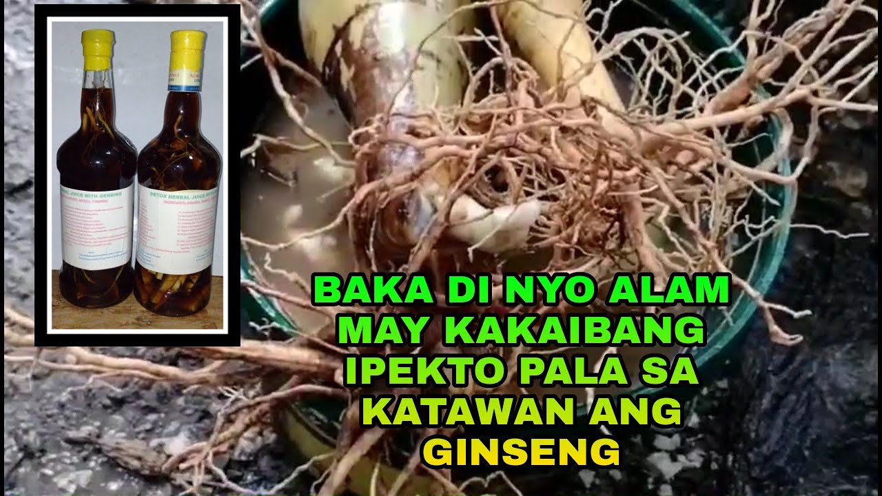 GINSENG IS KING OF HERBS | PAANO GUMAWA NG HERBAL WINE/ GINSENG - YouTube
