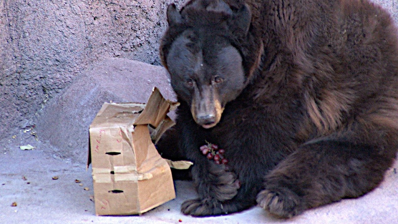 Do Bears Like Grapes? - YouTube