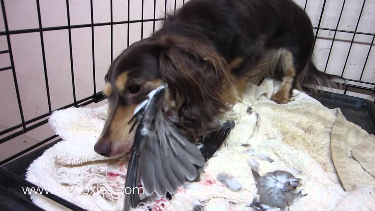 Mini Dachshund Eating A Dove - Prey Model Raw - YouTube