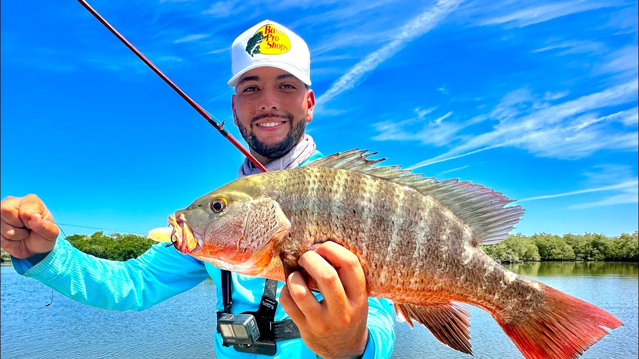 PESCA de PARGOS y RÓBALOS en los MANGLARES || pesca con SEÑUELO ...