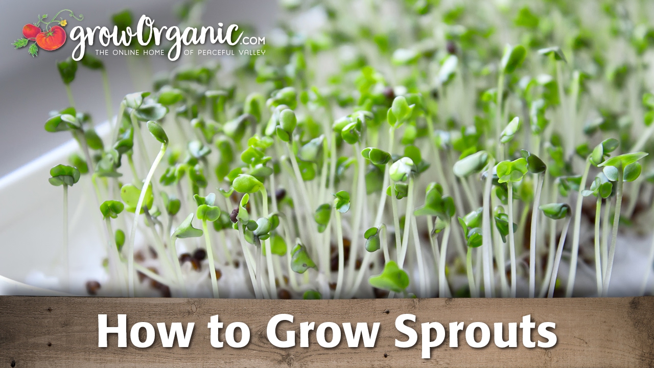 How to Grow Organic Sprouts For Healthy Living - YouTube