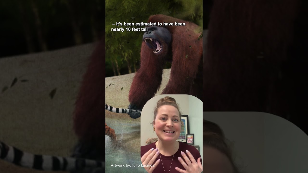 Gigantopithecus was basically a real-life bigfoot but we’re missing its ...