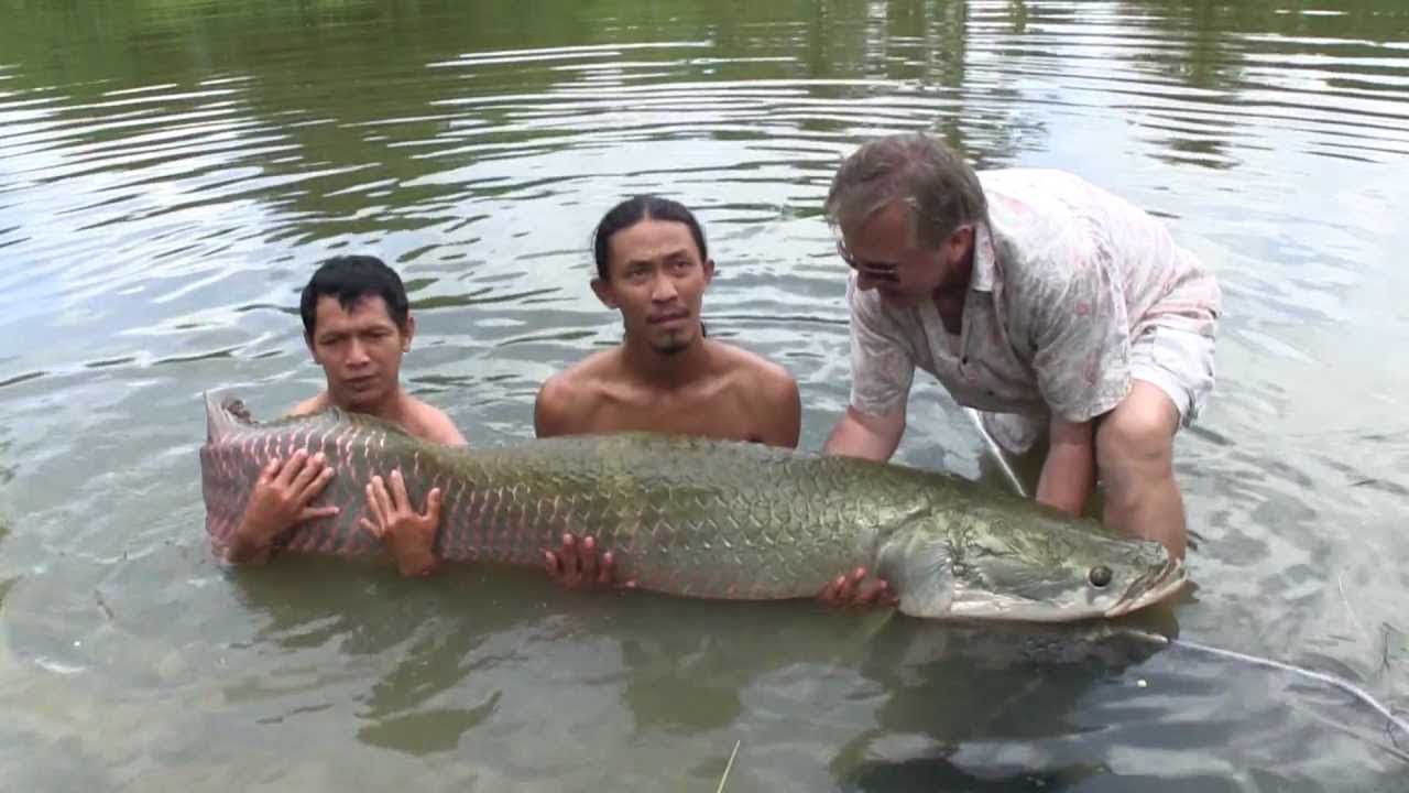 Arapaima Feeding Time! Largest Fresh Water Fish in the World! Filmed in ...