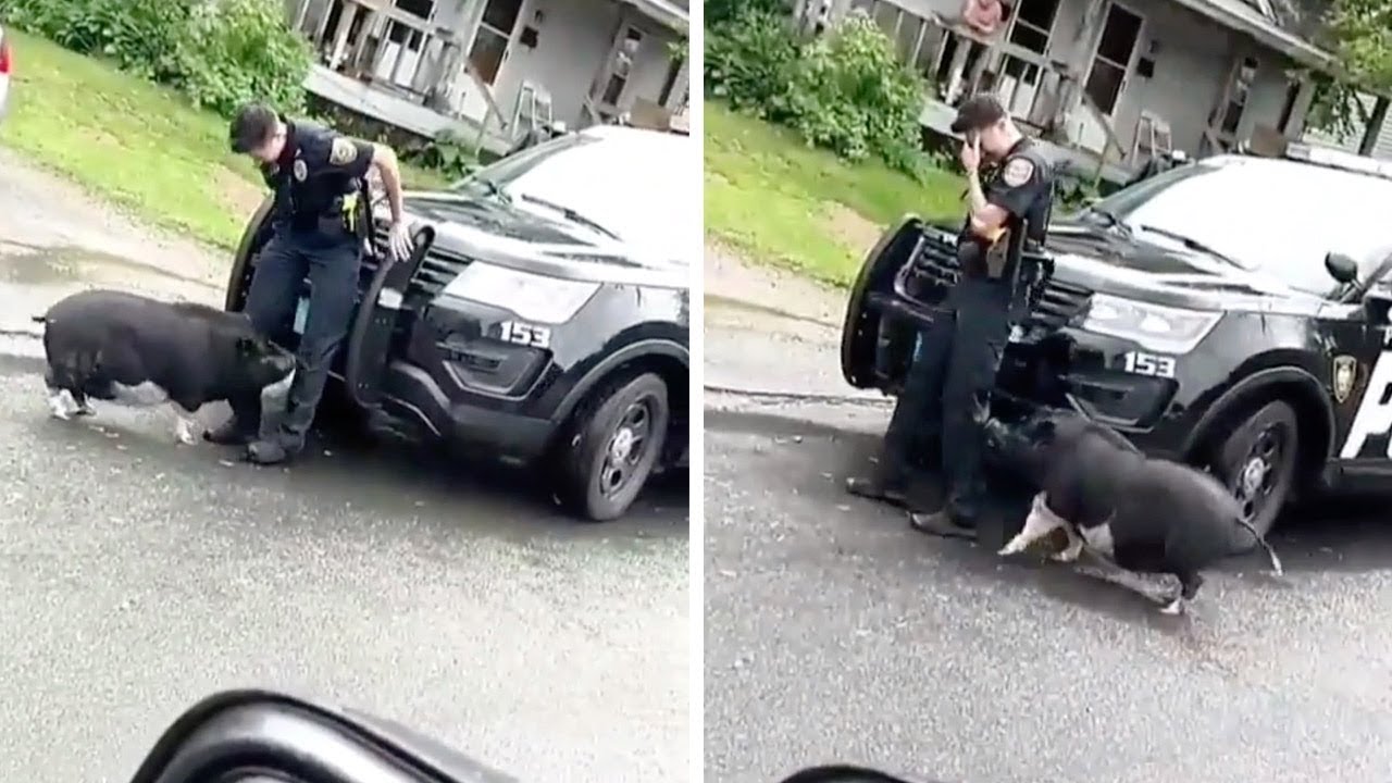 Pet Pig Chases Police Officer - YouTube