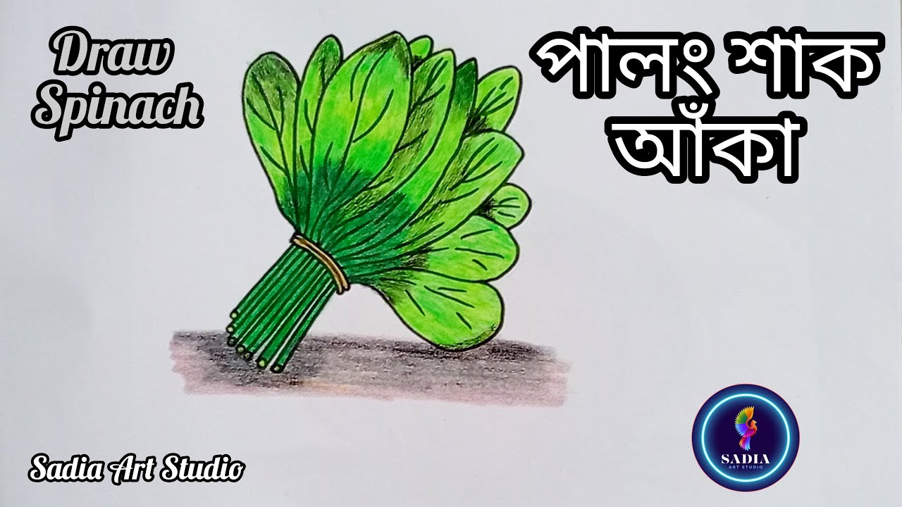 Step By Step Spinach Drawing Tutorial - Easy Guide || Learn To Draw Spinach || পালং শাক || Sadia ...
