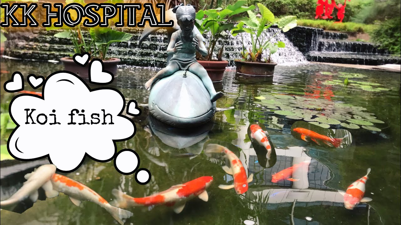 Amazing Koi Fish || koi fish pond at KK HOSPITAL SG. - YouTube