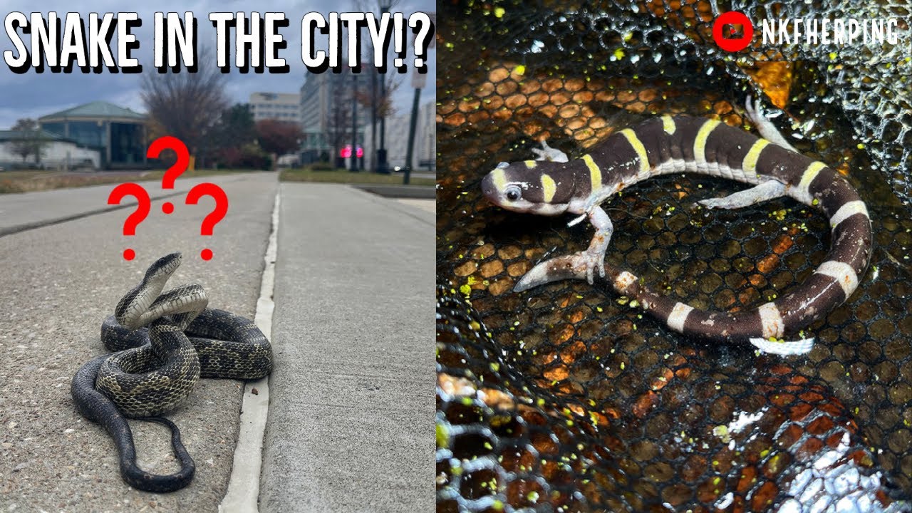 Fantastic Fall Herping in Kentucky, Indiana, and Missouri! Stunning ...