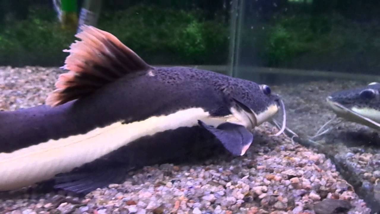 Mi acuario de Peces Monstruosos - parte IV - YouTube