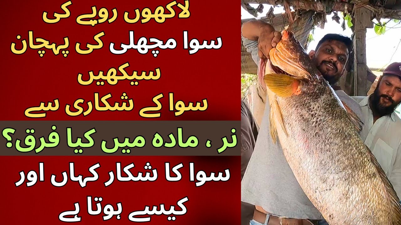 Suwa kir machli (croaker fish) ki Phechan | Suwa ki Fishing Kahan hoti ...