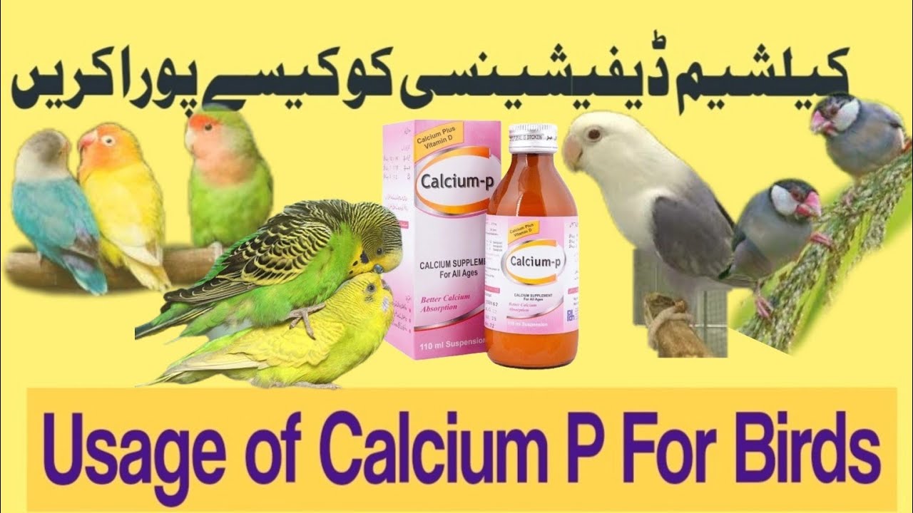 Breeding Season main Calcium P Syrup ka use - YouTube