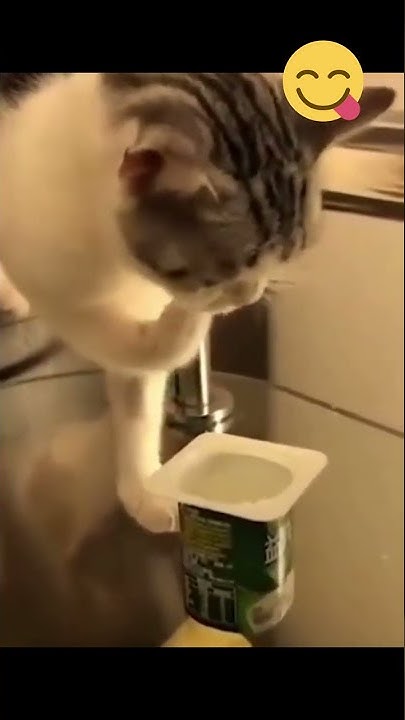 Healthy Breakfast Cat And Yogurt Funny Cats Tik Tok Shorts Youtube